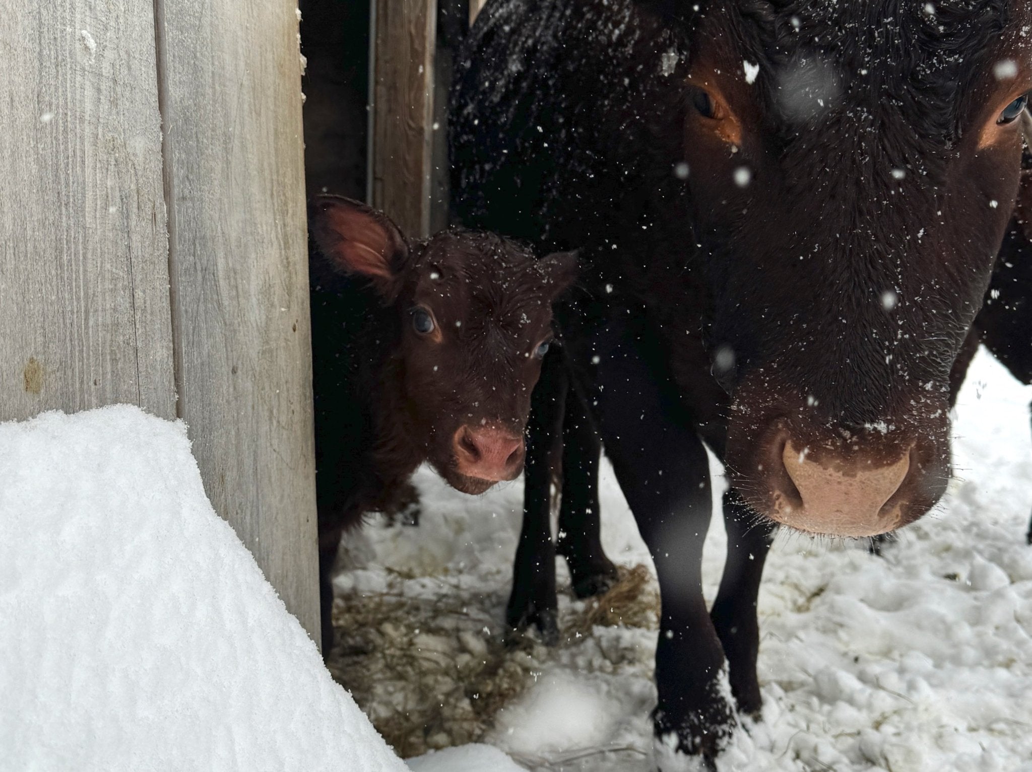 Finding Beauty in the Now: Cultivating Presence in Deep Winter – Echo Market