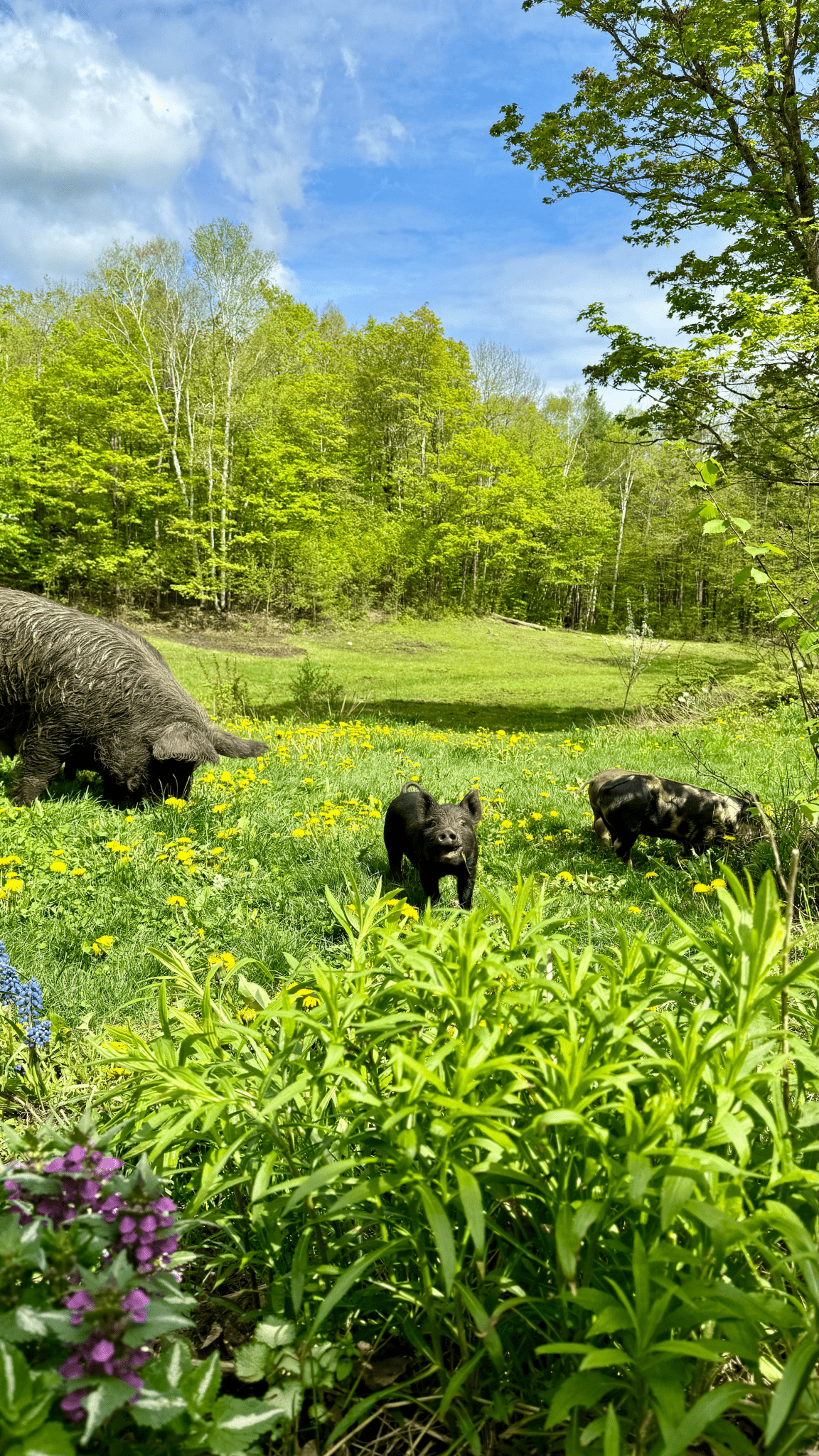 Local Events to Kick Off an Epic Summer in Woodstock – Echo Market